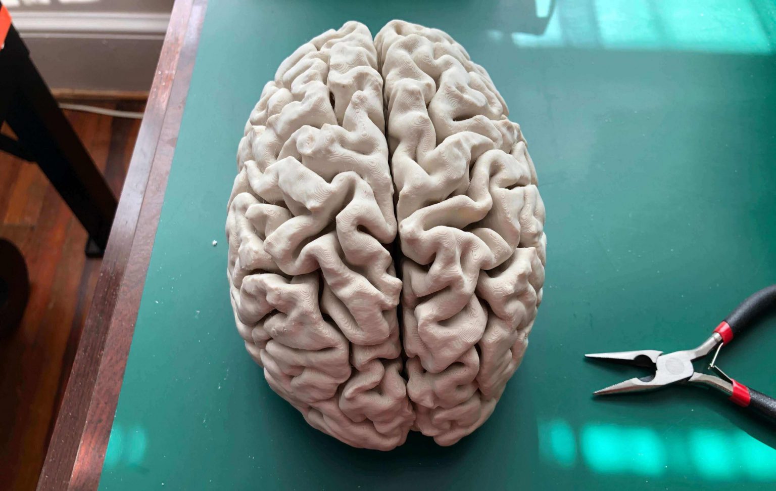 10 best 3D brain STL models that are 3D printable and free | 3DRIFIC