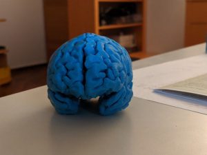 10 best 3D brain STL models that are 3D printable and free | 3DRIFIC