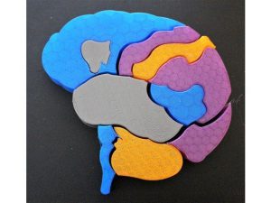 10 best 3D brain STL models that are 3D printable and free | 3DRIFIC