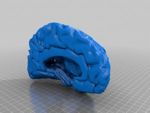 10 best 3D brain STL models that are 3D printable and free | 3DRIFIC