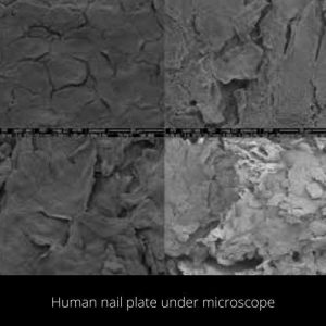 30 things you can see with a 2500x microscope | 3DRIFIC