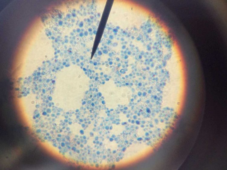 30 things you can see with a 2500x microscope | 3DRIFIC